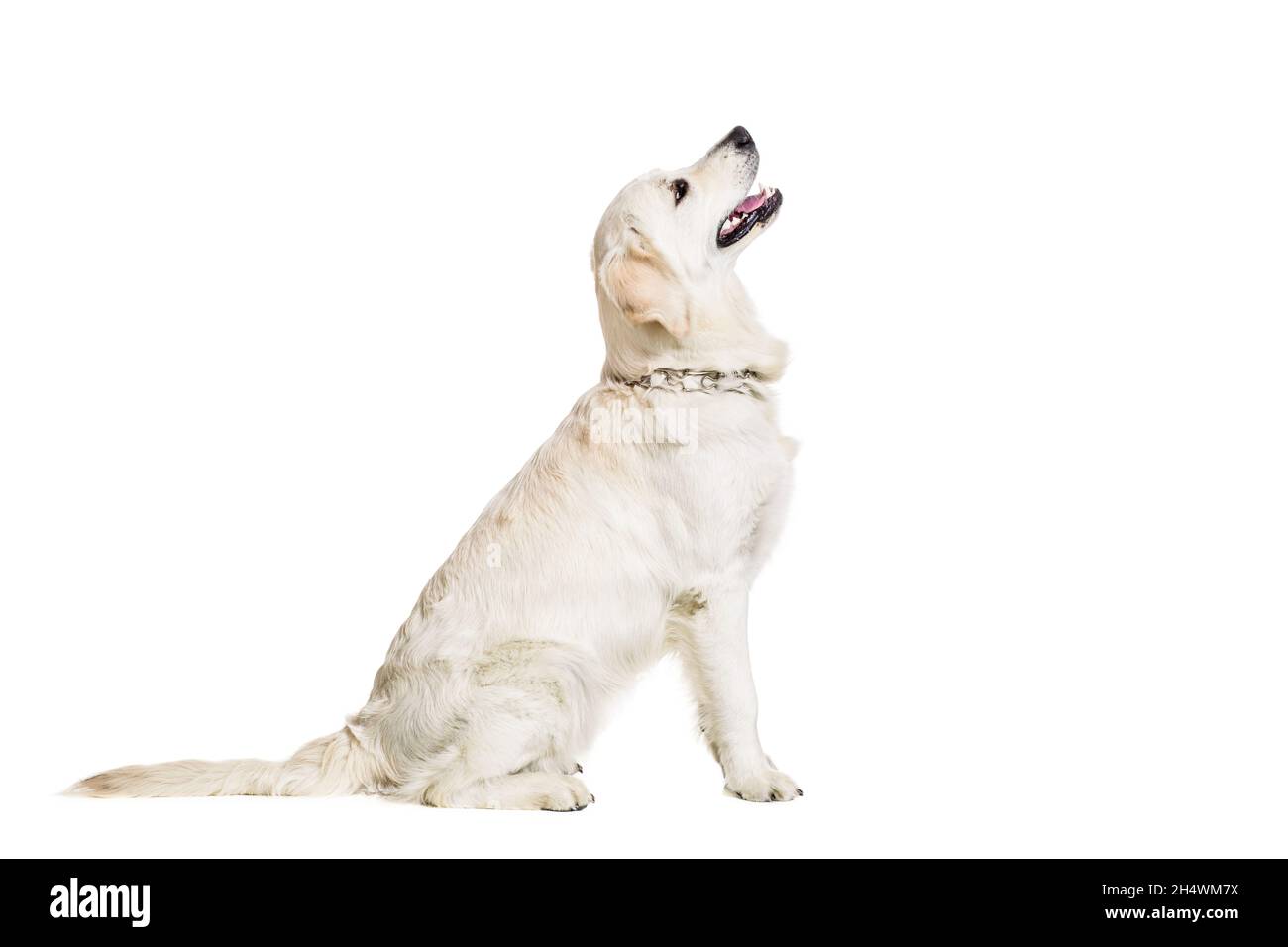 Labrador Retriever on a white background Stock Photo - Alamy