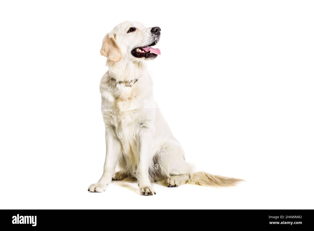 Labrador Retriever on a white background Stock Photo - Alamy
