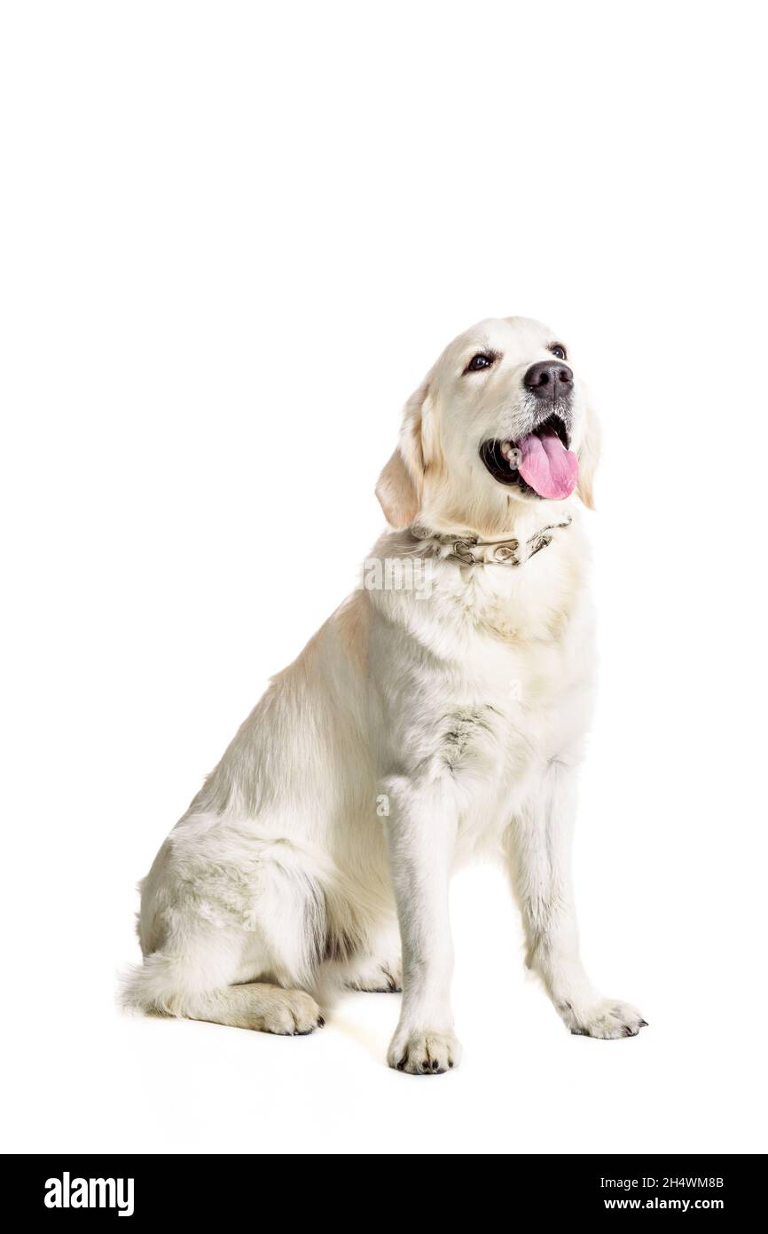 Labrador Retriever on a white background Stock Photo - Alamy