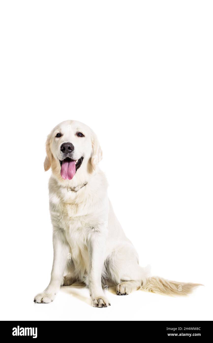 Labrador Retriever on white background Stock Photo - Alamy