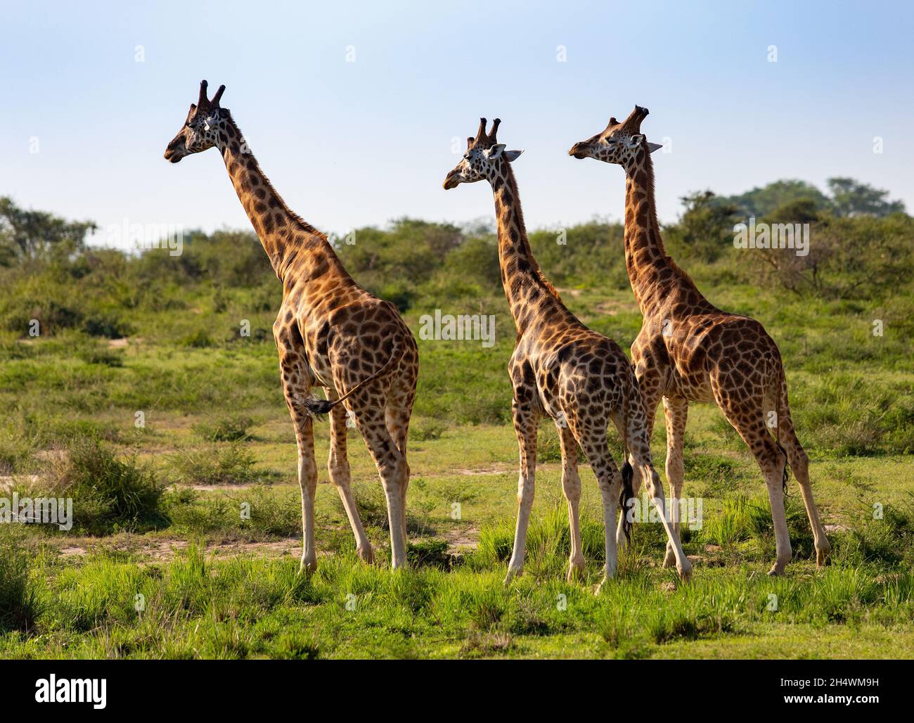 Three giraffes is looking at something out of the frame Stock Photo - Alamy