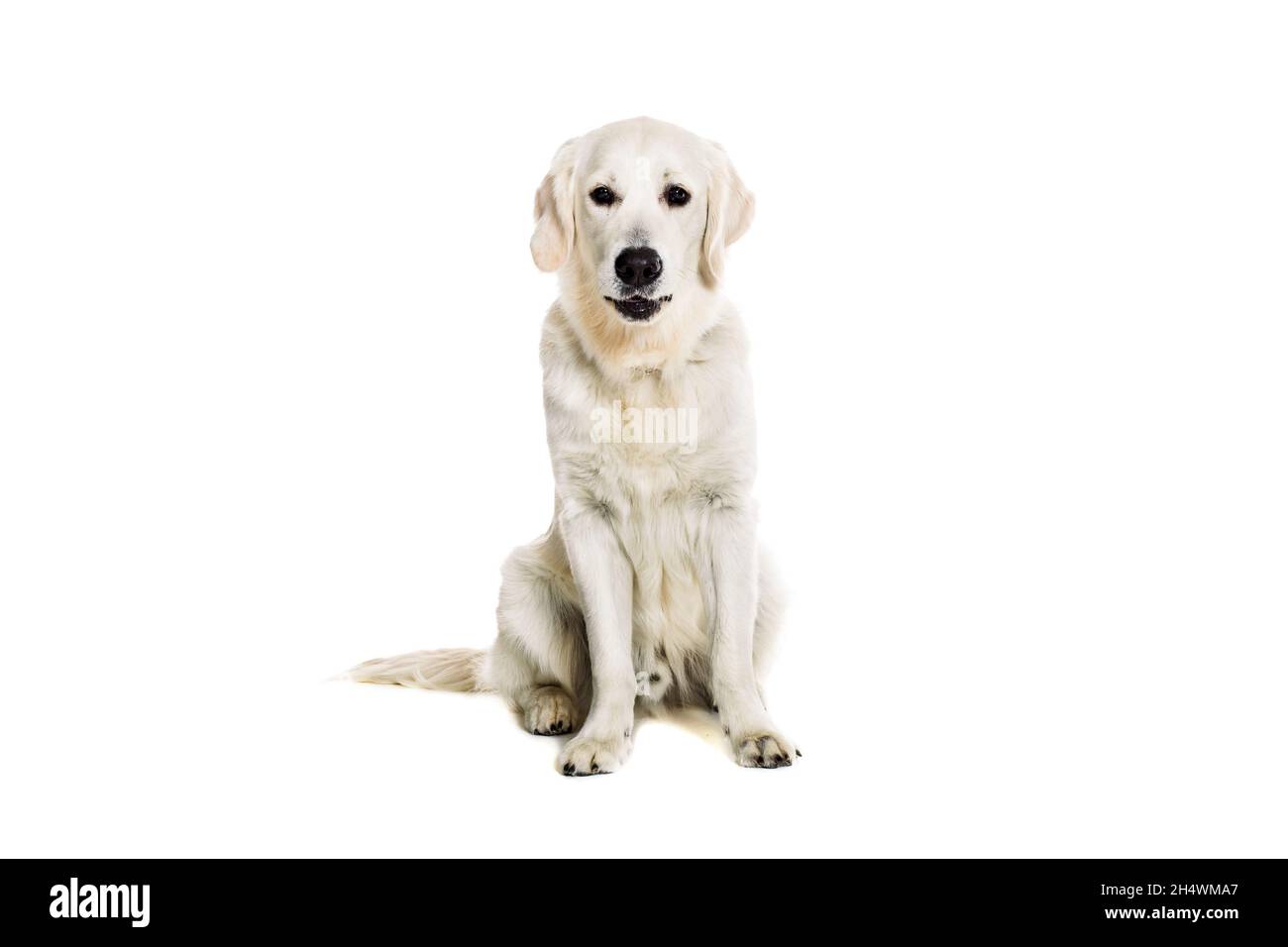 Labrador Retriever on white background Stock Photo - Alamy
