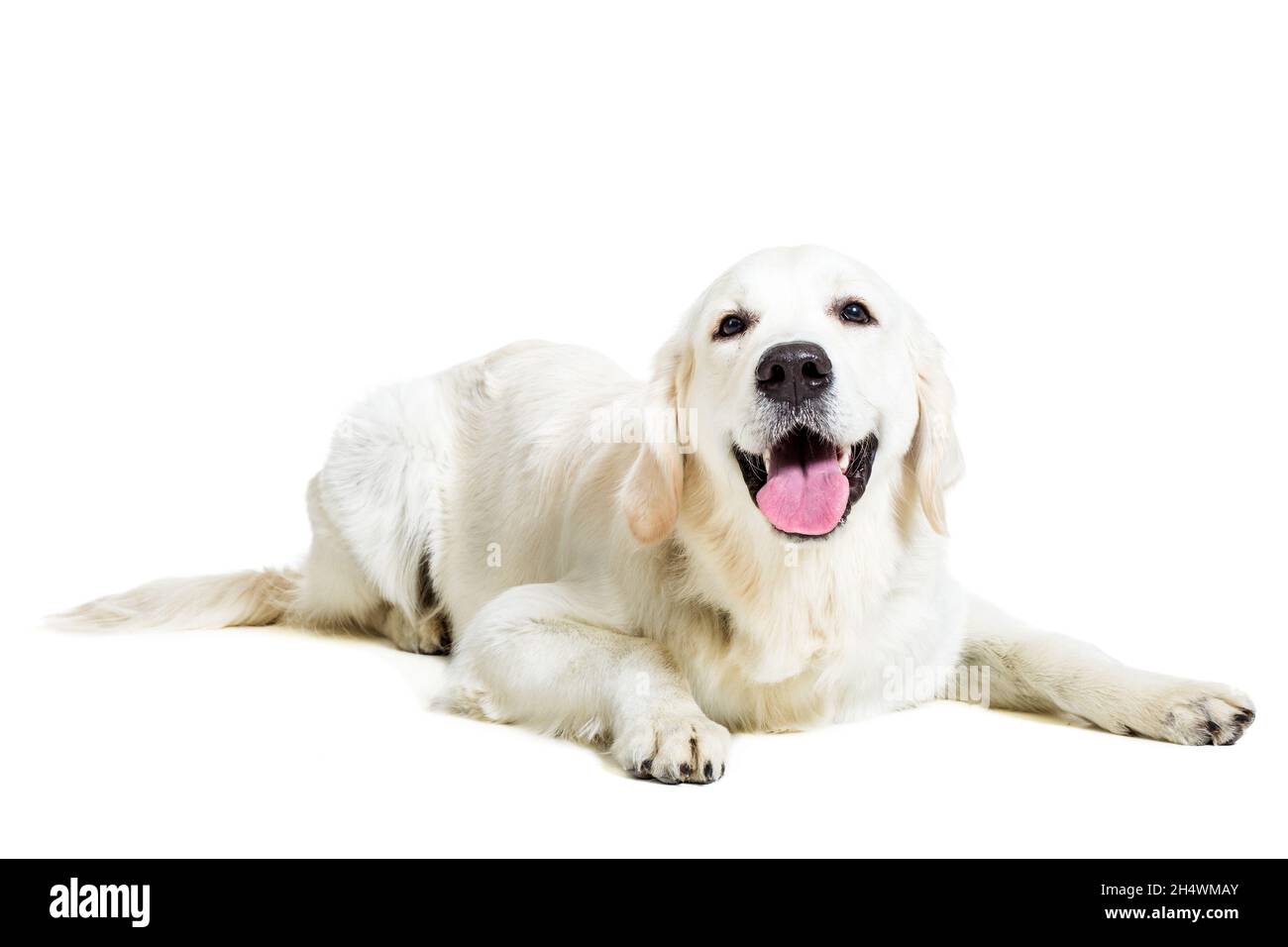 Labrador Retriever on a white background Stock Photo - Alamy
