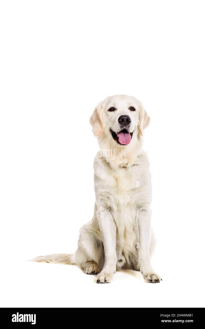 Labrador Retriever on white background Stock Photo - Alamy