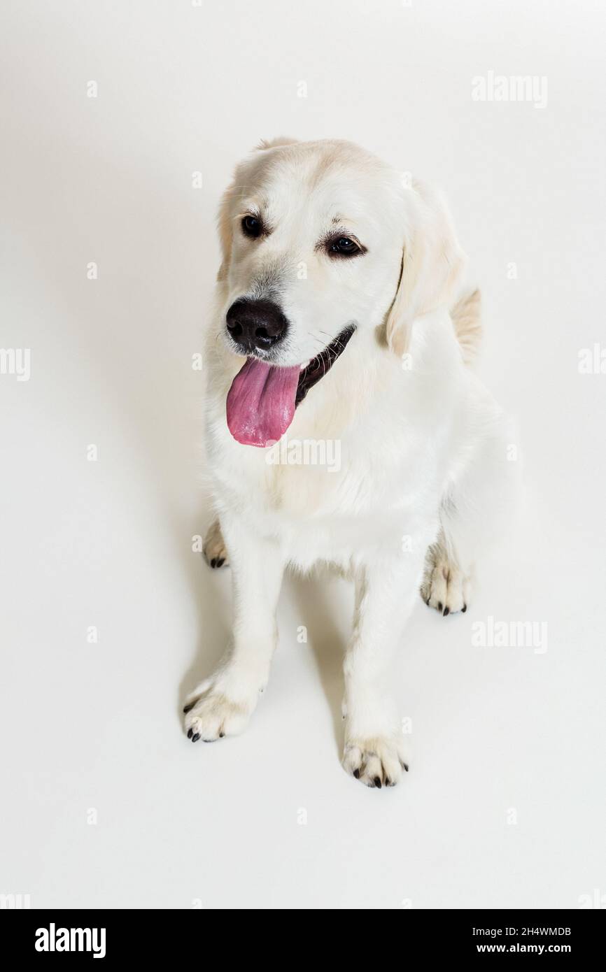 Labrador Retriever on a white background Stock Photo - Alamy