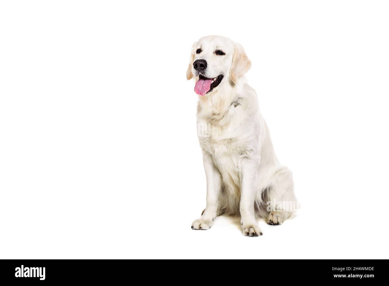 Labrador Retriever on a white background Stock Photo - Alamy