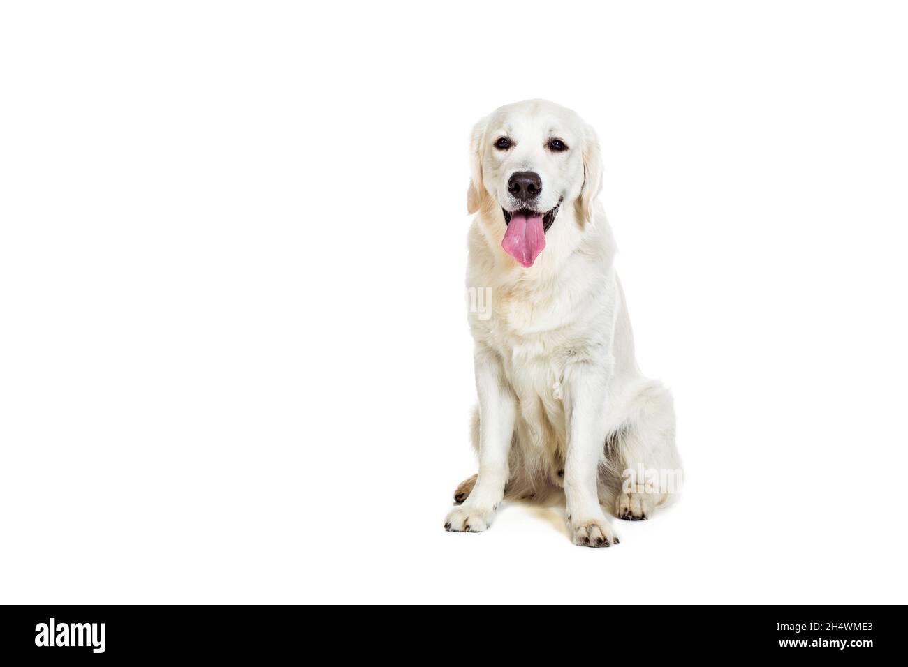 Labrador Retriever on white background Stock Photo - Alamy