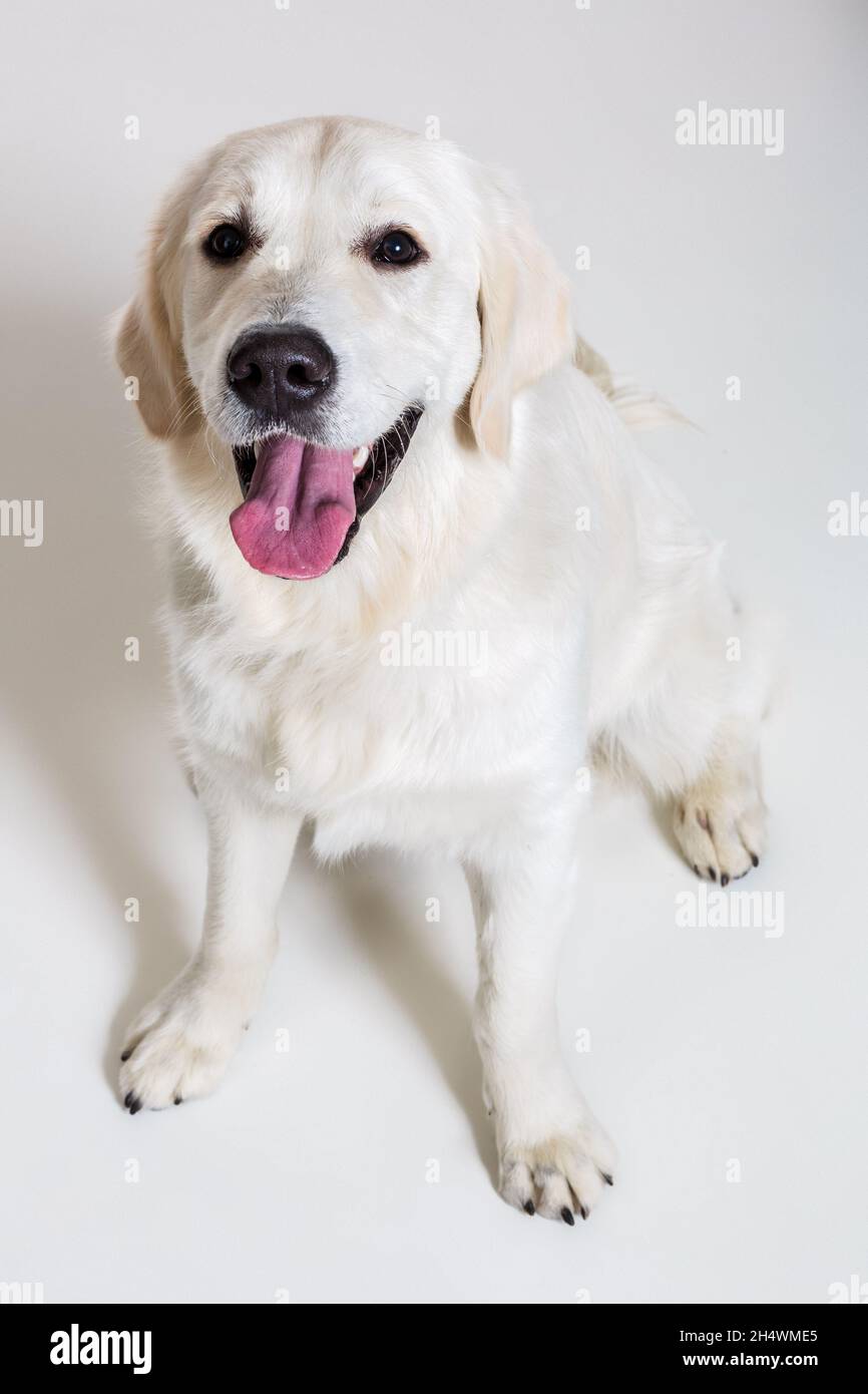 Labrador Retriever on white background Stock Photo - Alamy