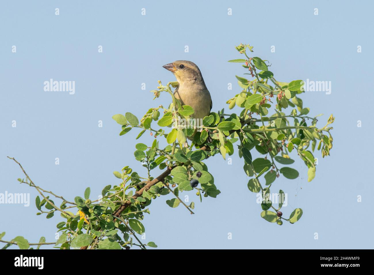 Passer flaveolus hi-res stock photography and images - Alamy