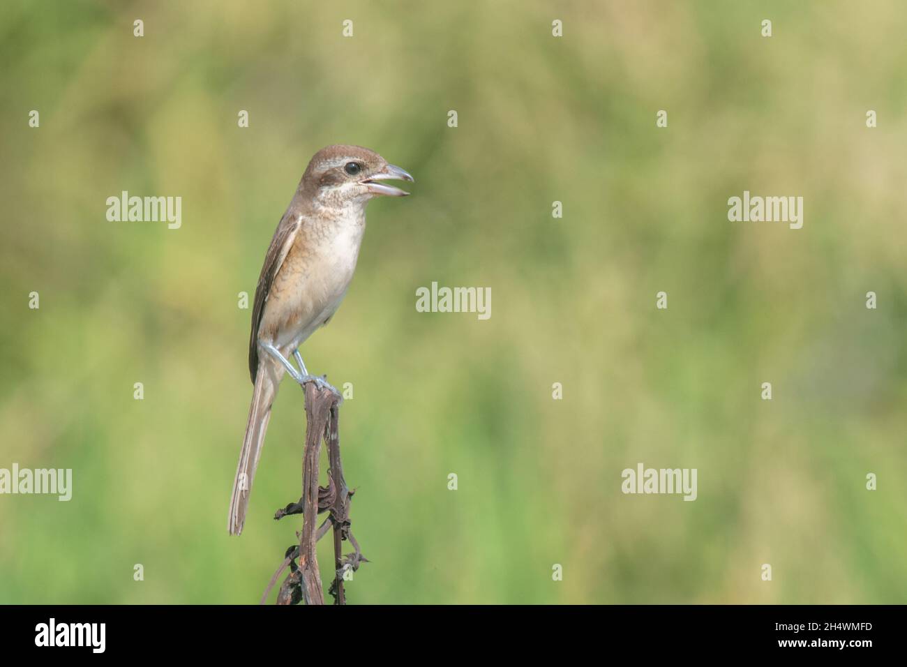 Laniidae hi-res stock photography and images - Alamy