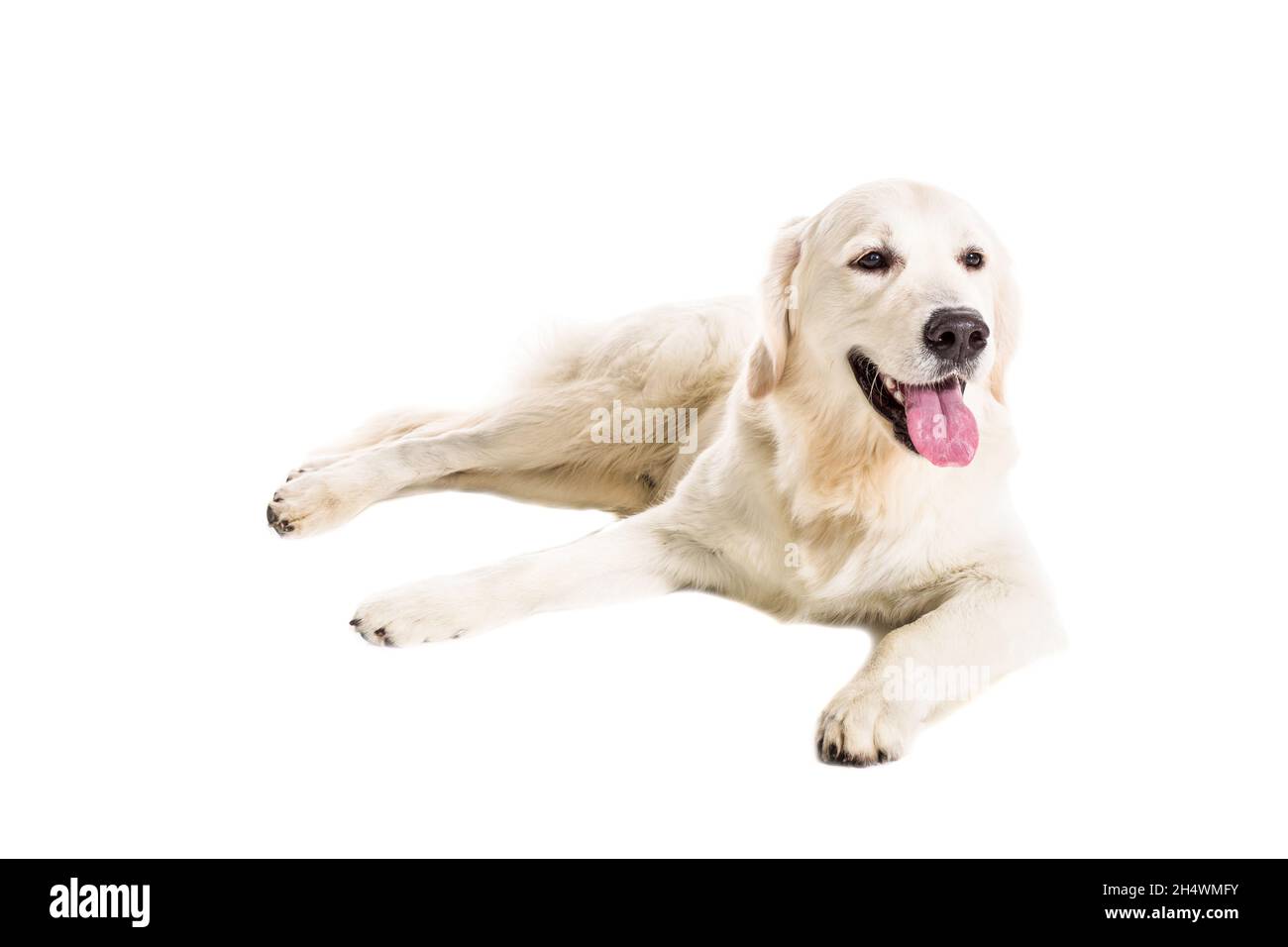 Labrador Retriever on a white background Stock Photo - Alamy