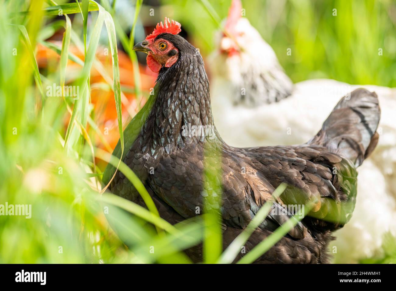 Chickens, hens and chooks, grazing and eating grass, on a free range ...