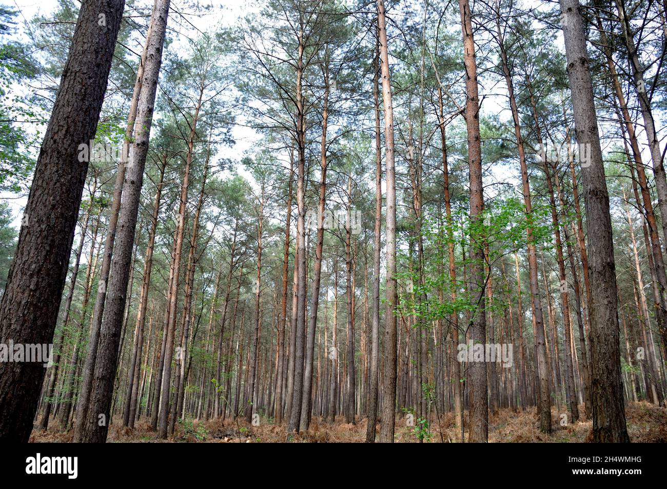 The Communal forest of Saint Pierre Les Elbeuf Stock Photo - Alamy