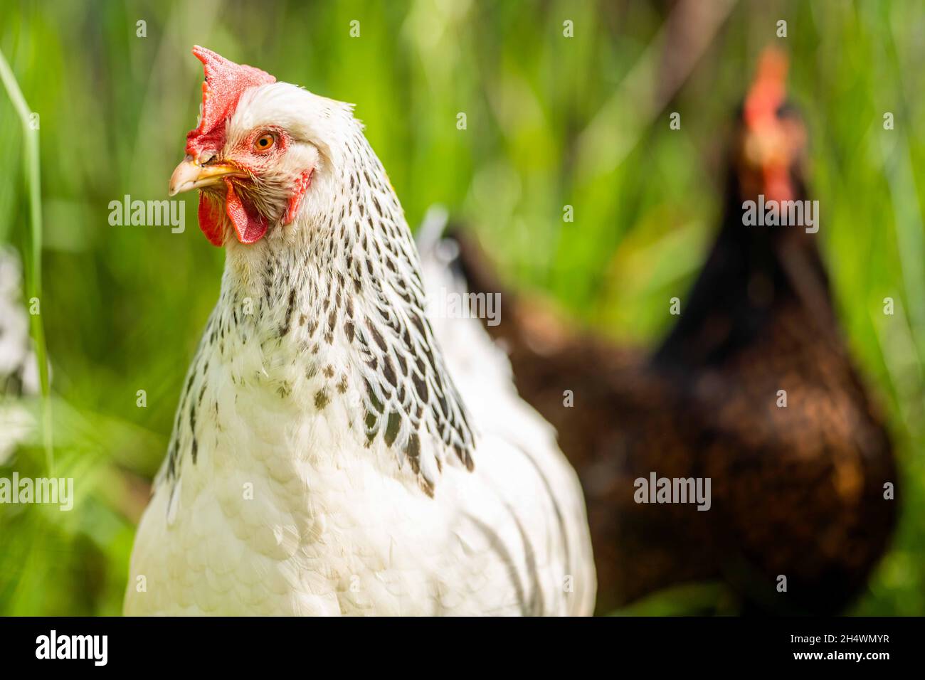 Chickens, hens and chooks, grazing and eating grass, on a free range ...