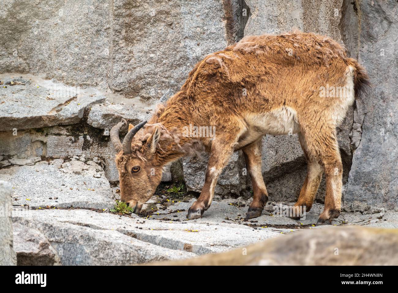 Mountain goat or East caucasian tur, female, latin name Carpa ...