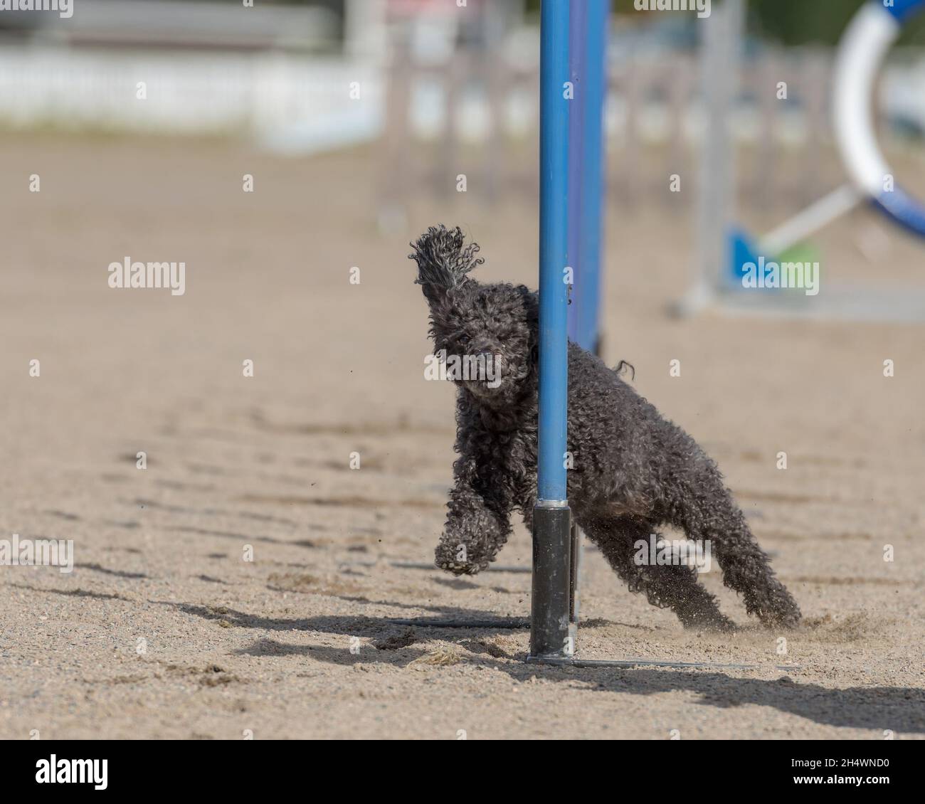 Miniature poodle doing slalom in agility competition Stock Photo - Alamy