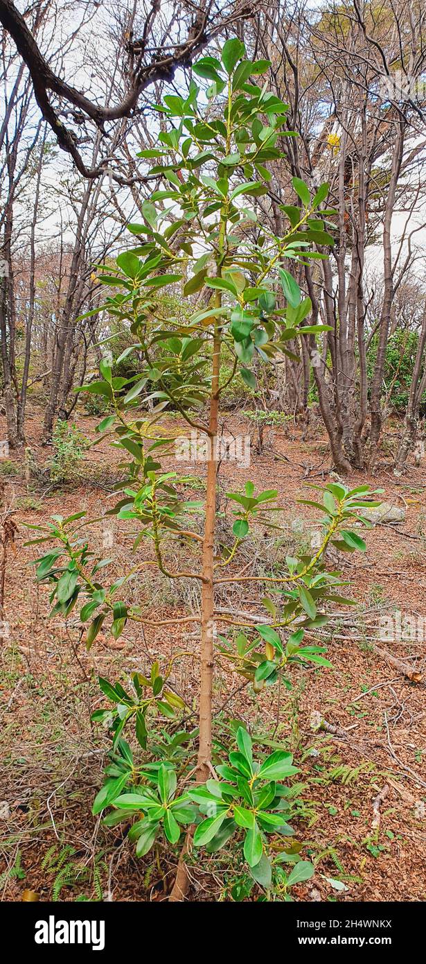 Vertical shot of a growing small tree in the forest Stock Photo - Alamy