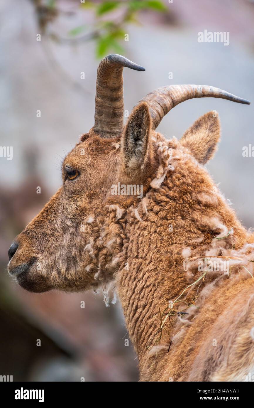 Mountain goat or East caucasian tur, female, latin name Carpa ...