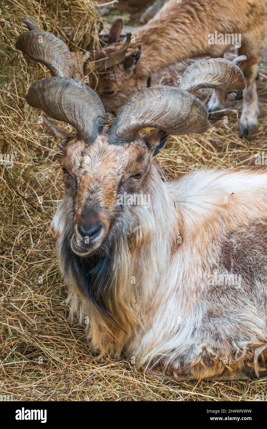 Corkscrew Horns High Resolution Stock Photography and Images - Alamy