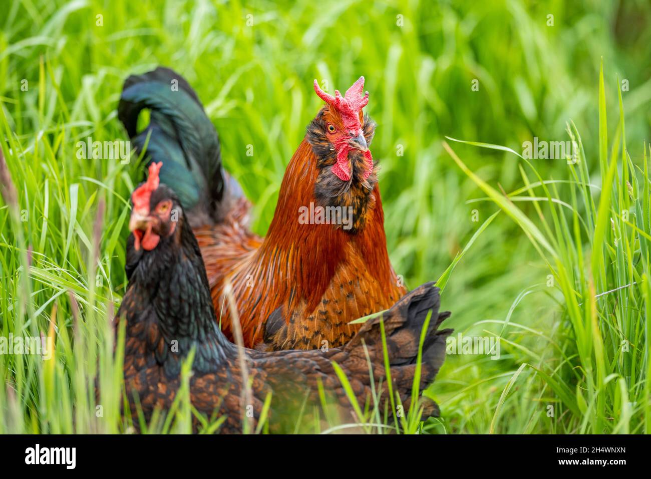 Chickens, hens and chooks, grazing and eating grass, on a free range ...