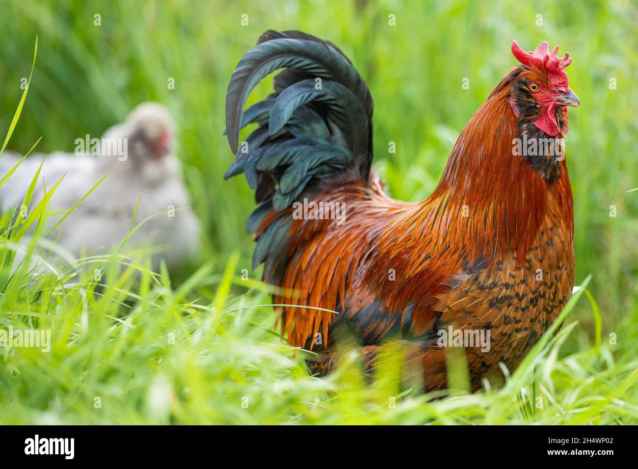Chickens, hens and chooks, grazing and eating grass, on a free range ...