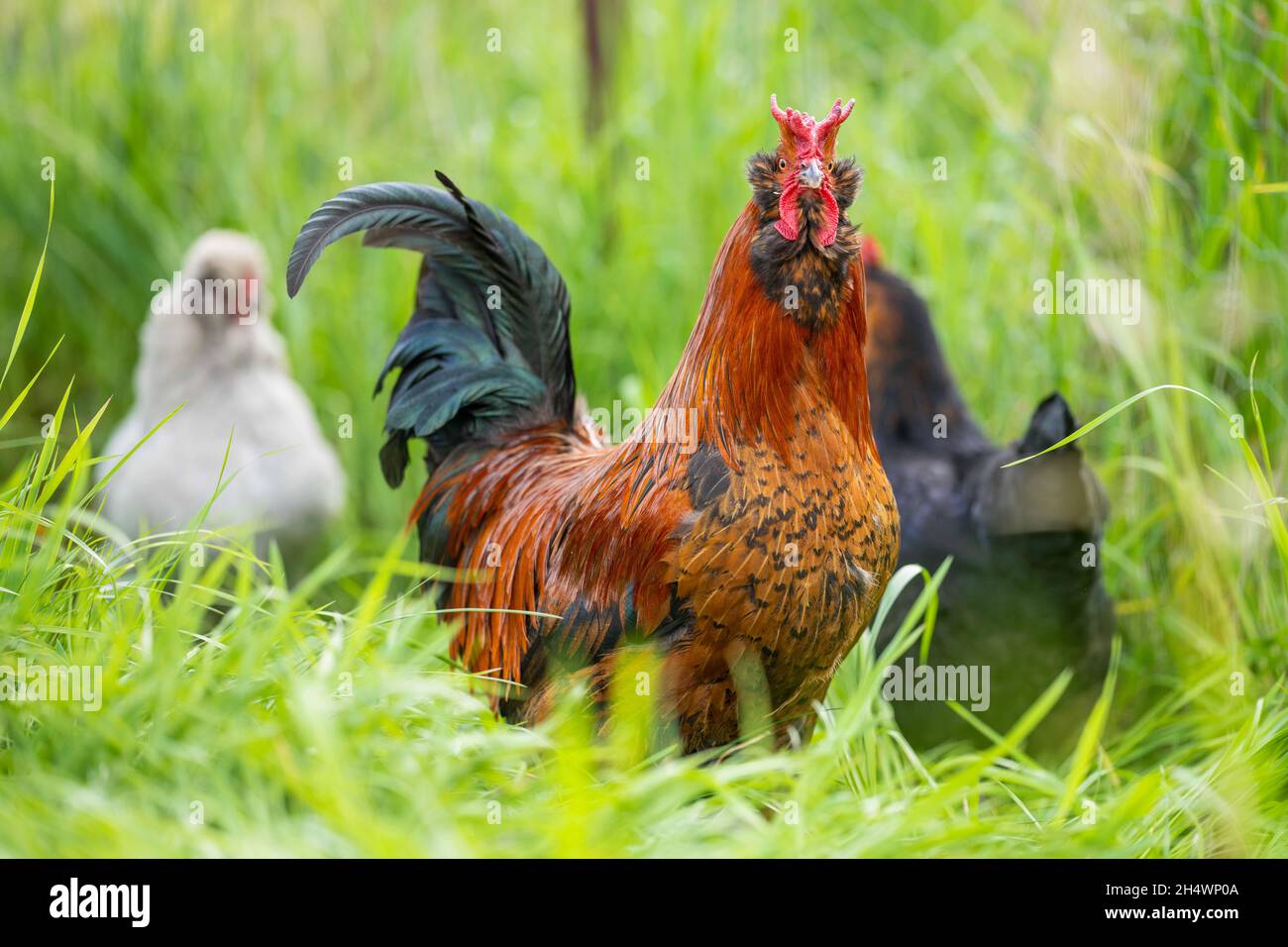 Chickens, hens and chooks, grazing and eating grass, on a free range ...