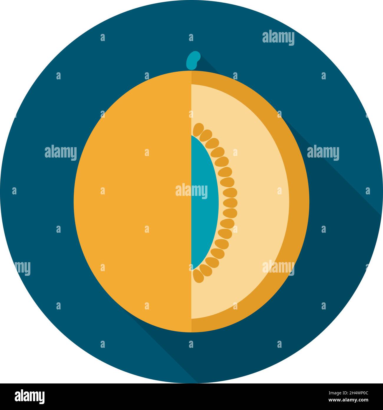 Melon flat icon. Fruit. Vector illustration, eps 10 Stock Vector Image ...
