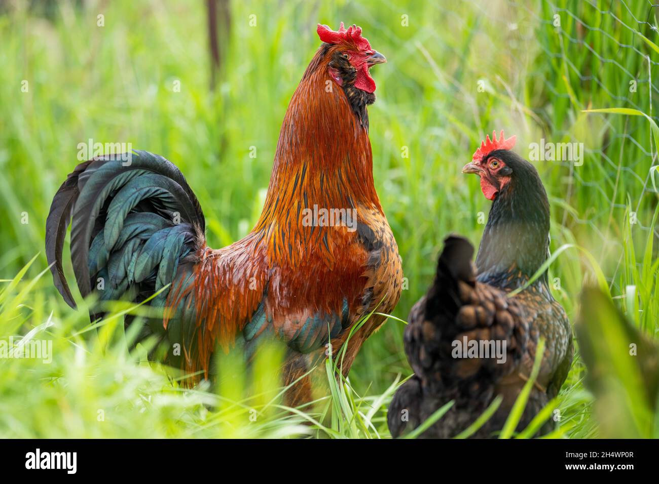 Chickens, hens and chooks, grazing and eating grass, on a free range ...