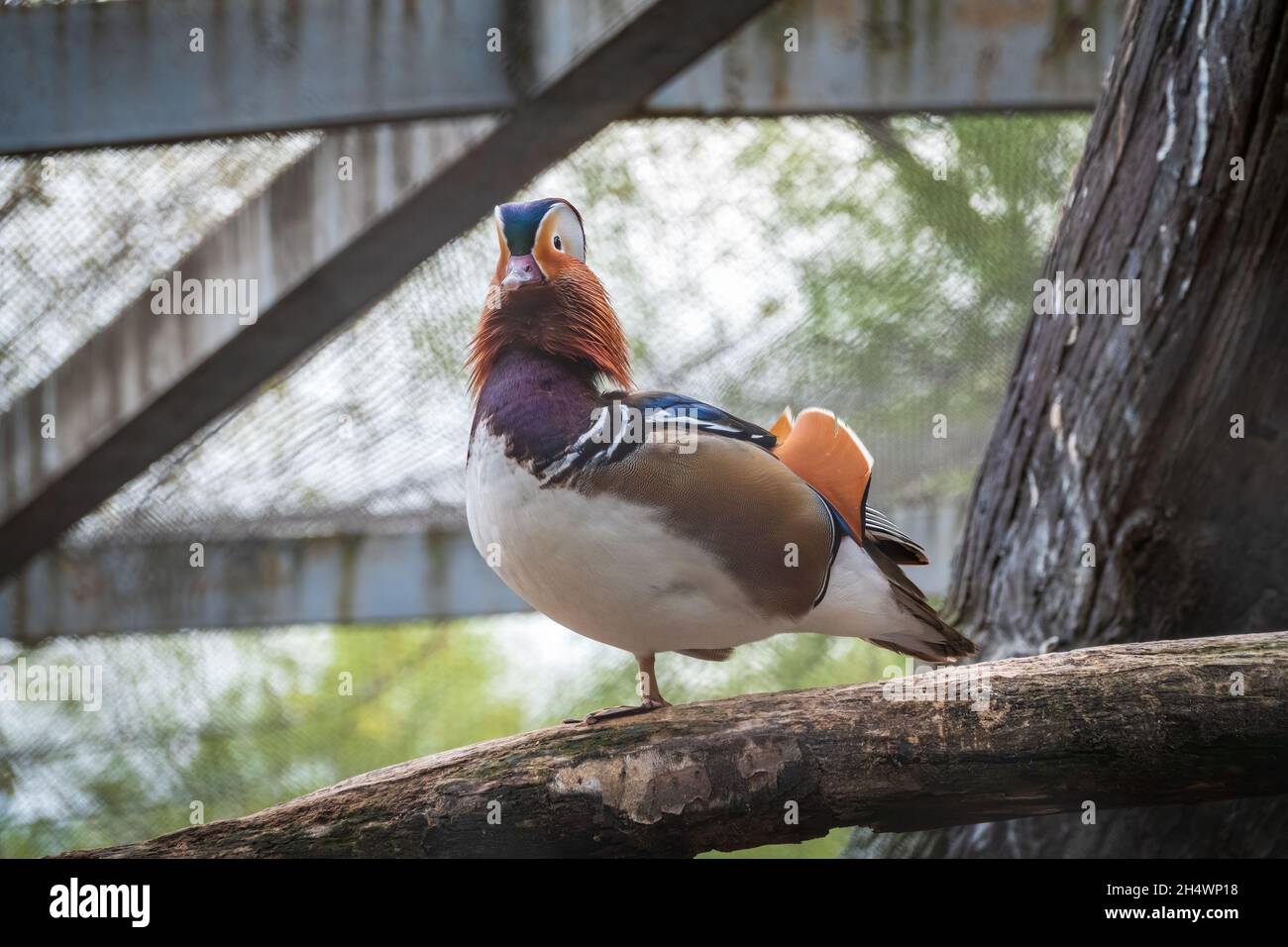 Beautiful male or drake mandarin duck with pretty feathers. The ...