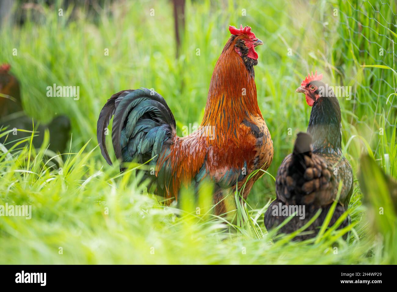 Chickens, hens and chooks, grazing and eating grass, on a free range ...