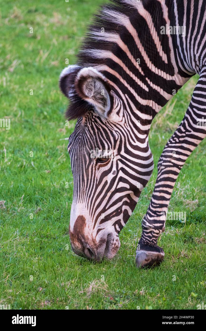 Grevy's zebra, lat Equus grevyi, also known as the imperial zebra eats ...