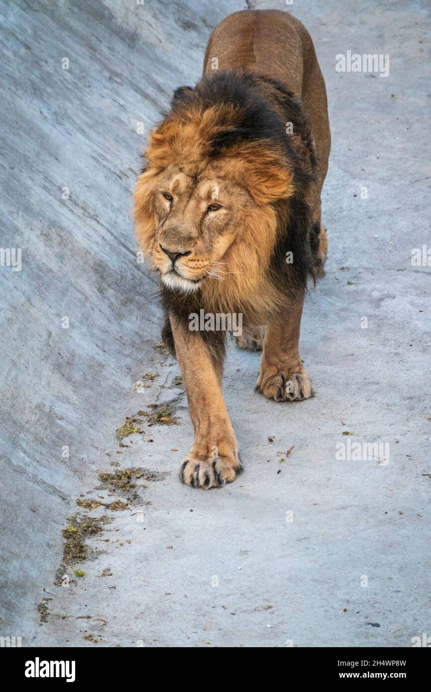 Alert young male lion mane hi-res stock photography and images - Alamy