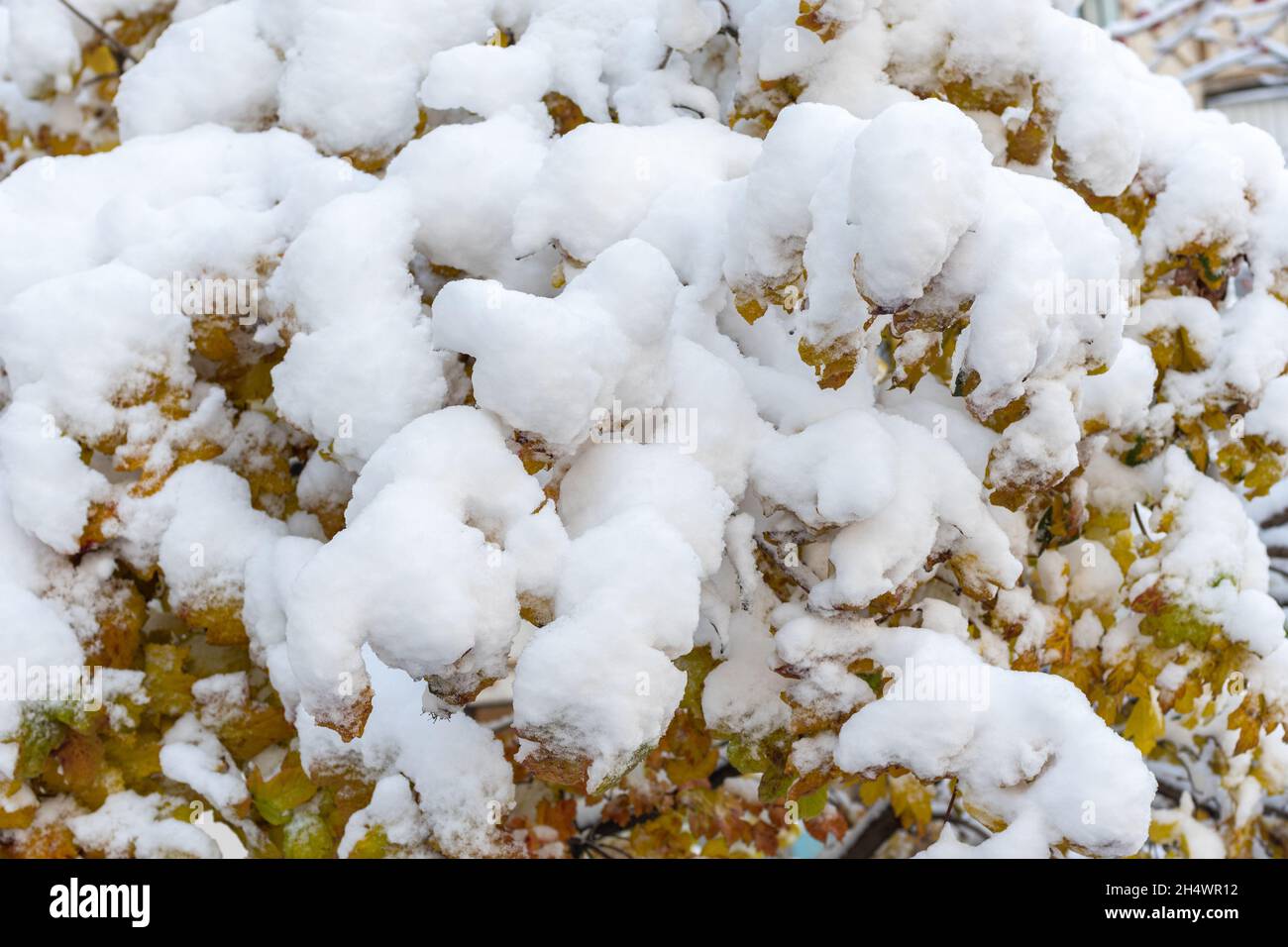 Winter frozen yellow leaves and bush branches covered with the first ...