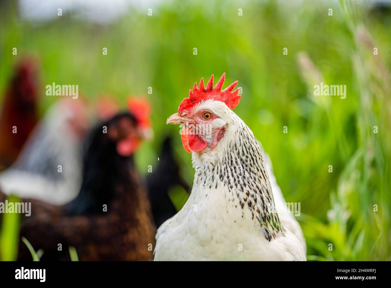 Chickens, hens and chooks, grazing and eating grass, on a free range ...