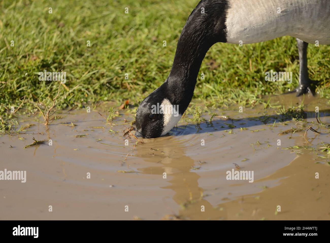 Canada Goose (Branta canadensis) dabbling in a pool of muddy water ...