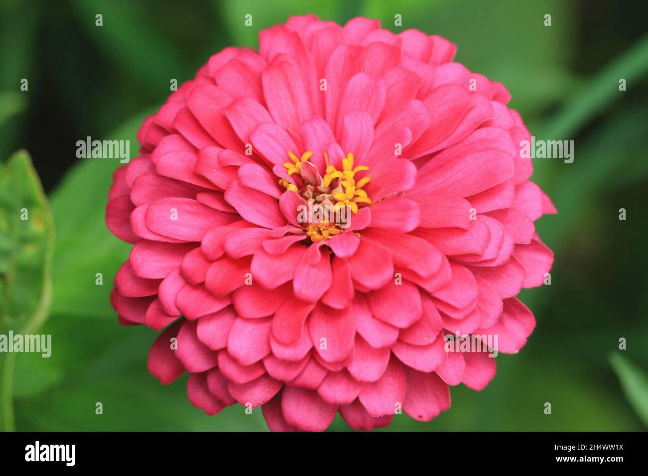 Youth and old age flower hi-res stock photography and images - Alamy