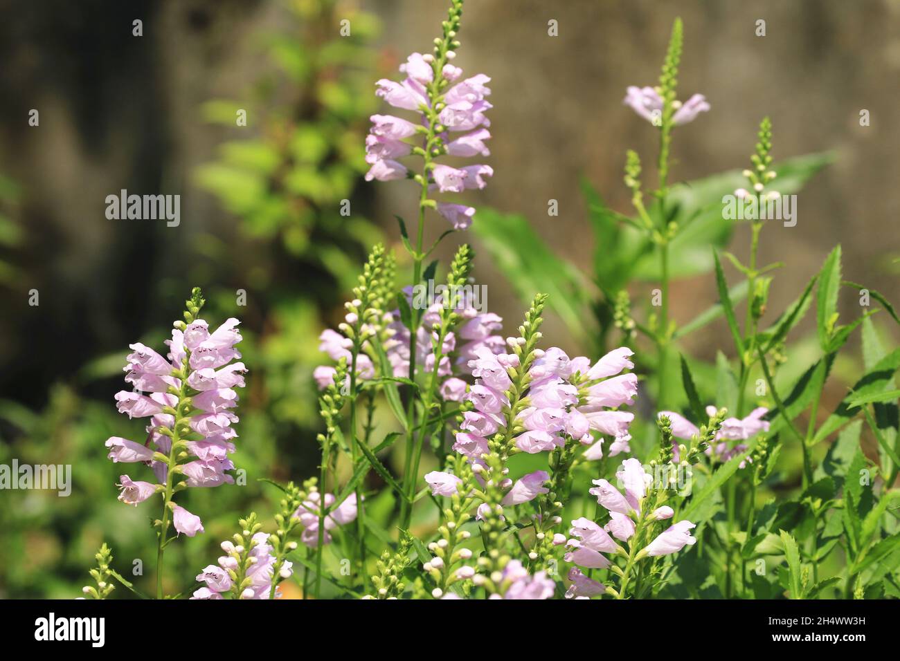 Obedient plant hi-res stock photography and images - Alamy