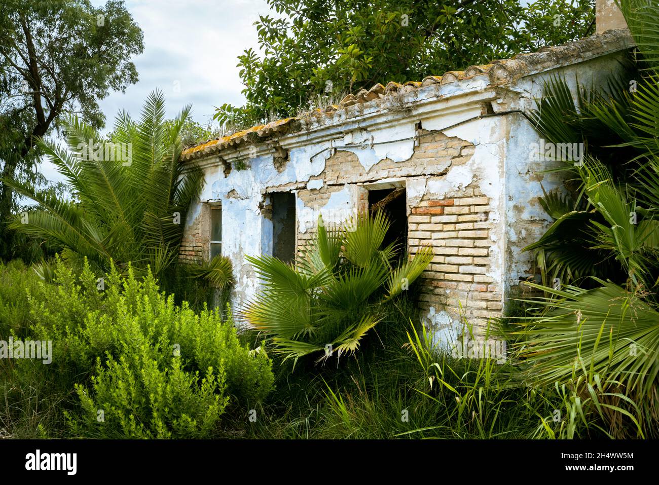 Abandoned house ruin in the middle of the palm trees Stock Photo - Alamy
