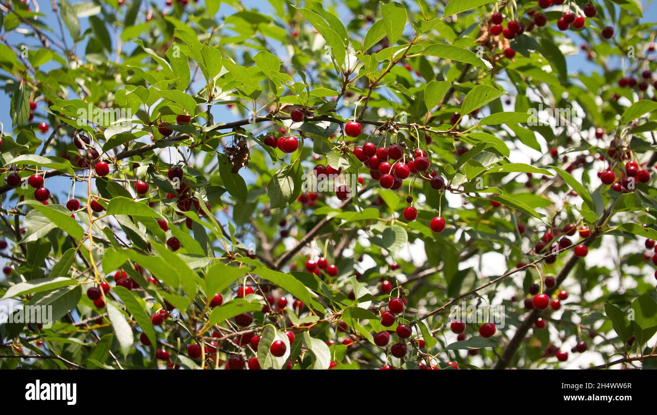 Cherries of the tree hi-res stock photography and images - Alamy