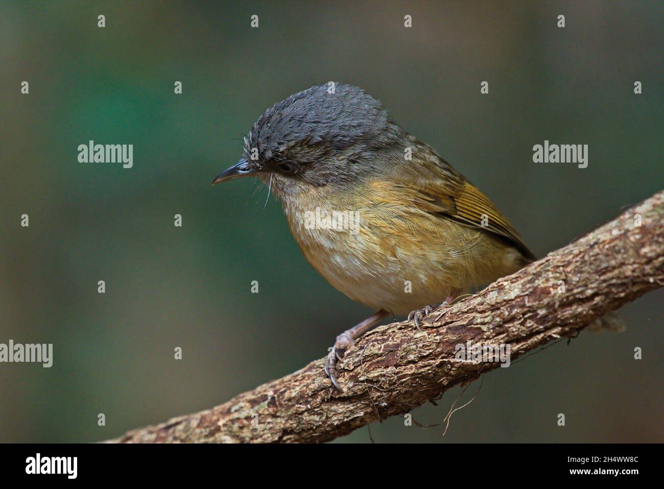 Flycatchers of Thailand Stock Photo - Alamy