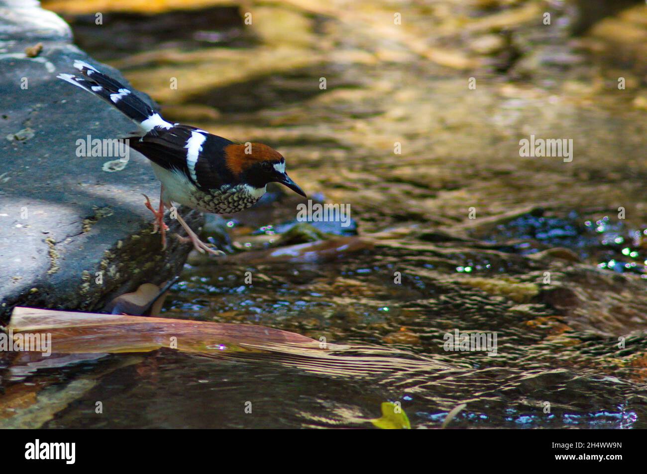 cool Forktail birds of Asia Stock Photo - Alamy