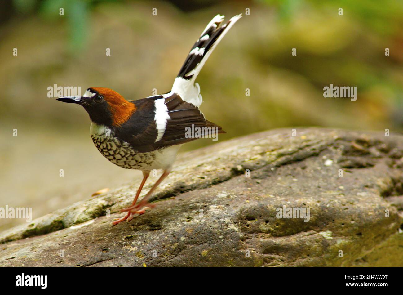 White crowned forktail hi-res stock photography and images - Alamy