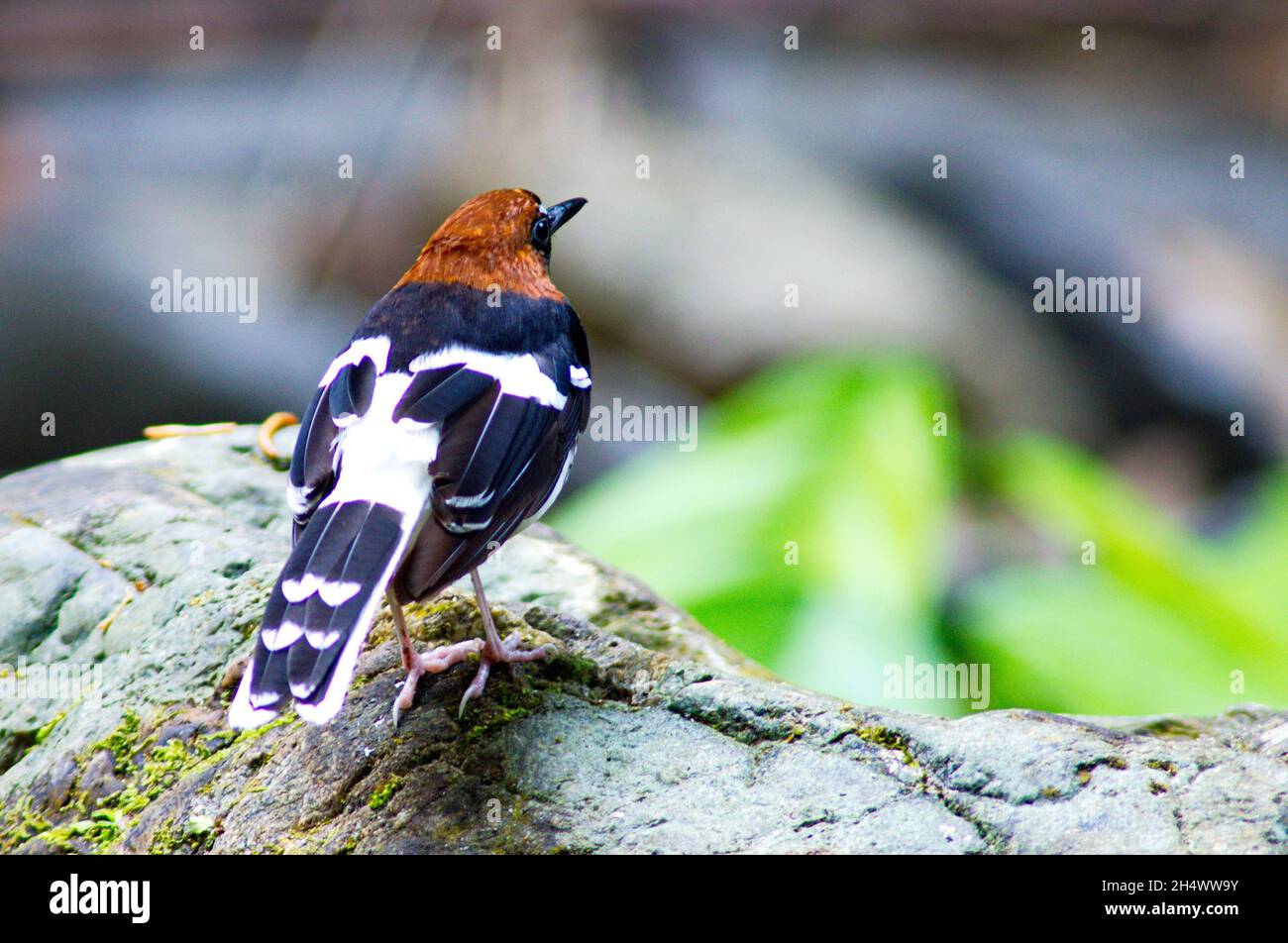 Forktail bird hi-res stock photography and images - Alamy