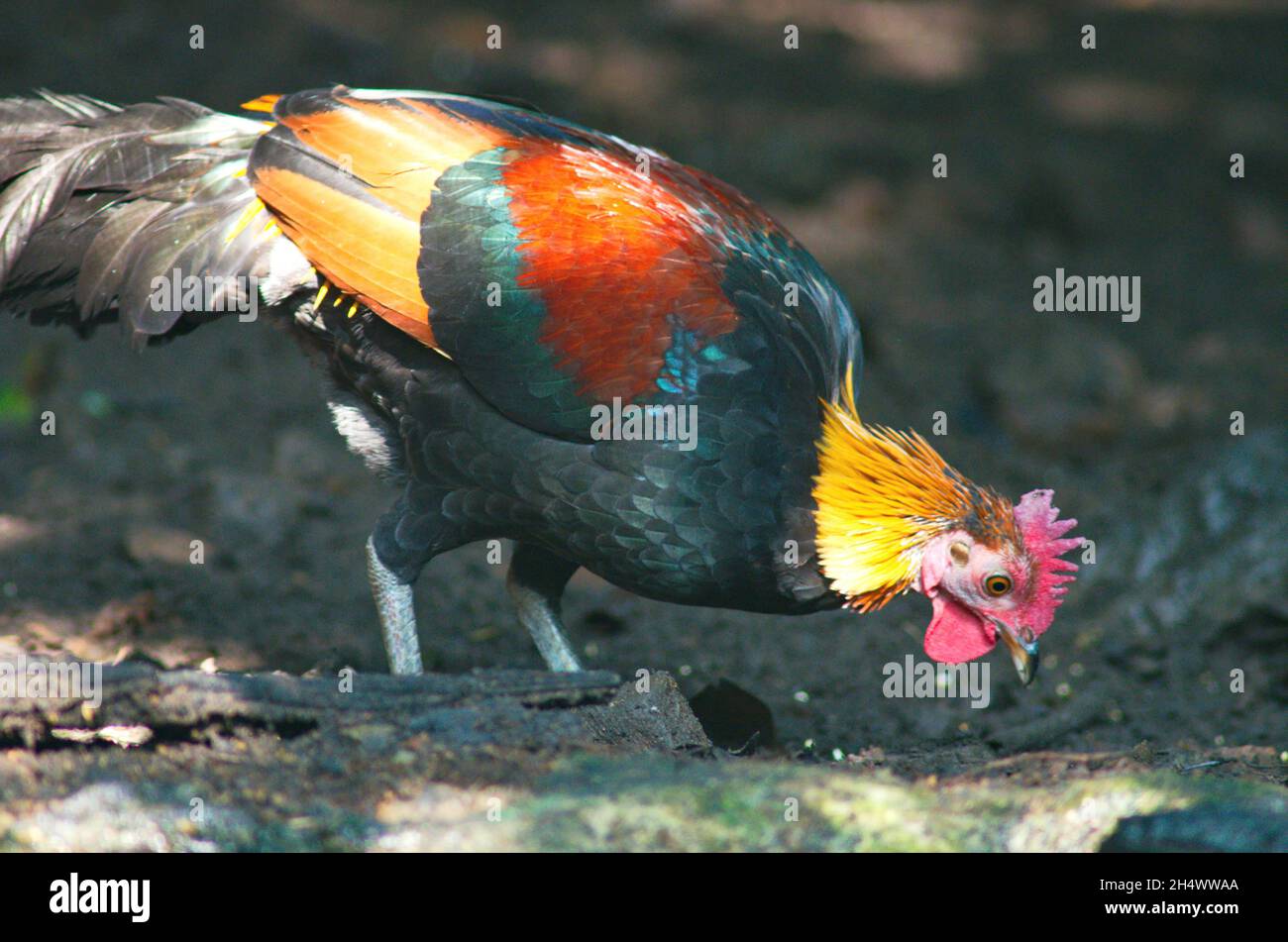 Wild jungle fowl and Guinea Fowl Stock Photo - Alamy