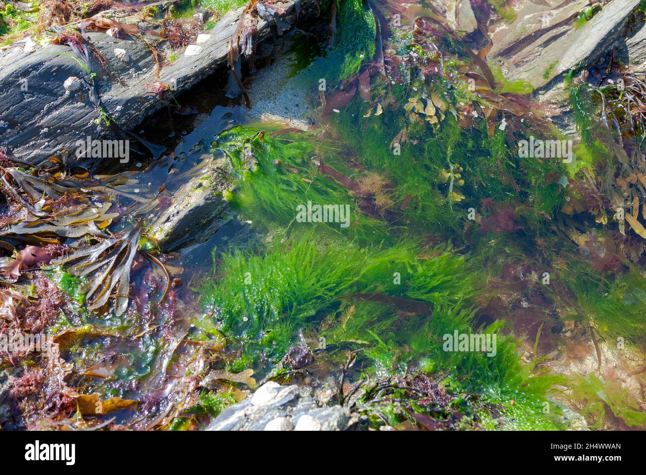 Close-up of seaweed in a rock pool at low tide: Towan Beach, Roseland ...