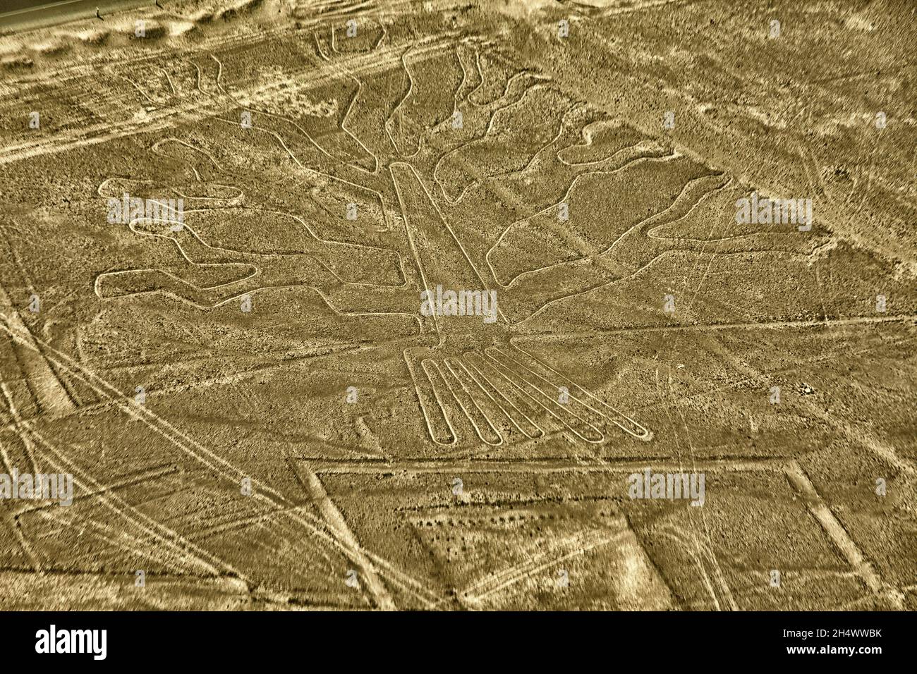 The Tree. View of geoglyph of tree, Nasca Lines, Peru Stock Photo - Alamy