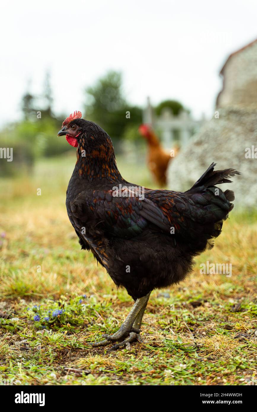 Hen portrait in barnyard hi-res stock photography and images - Alamy