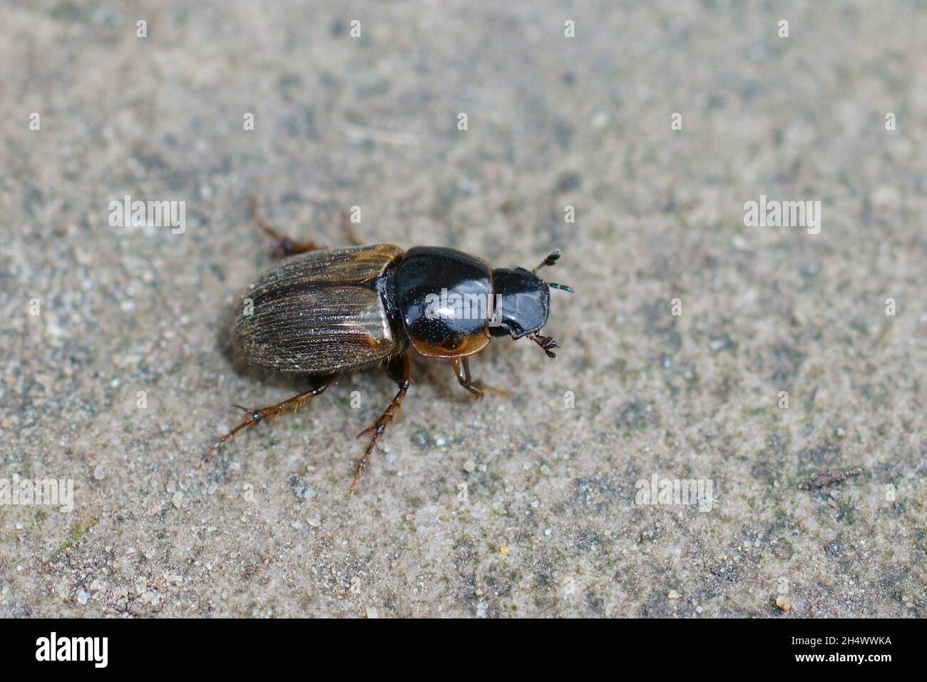 Closeup of a smaller and dung feeding European scarab beetle, Aphodius contaminatus Stock Photo ...