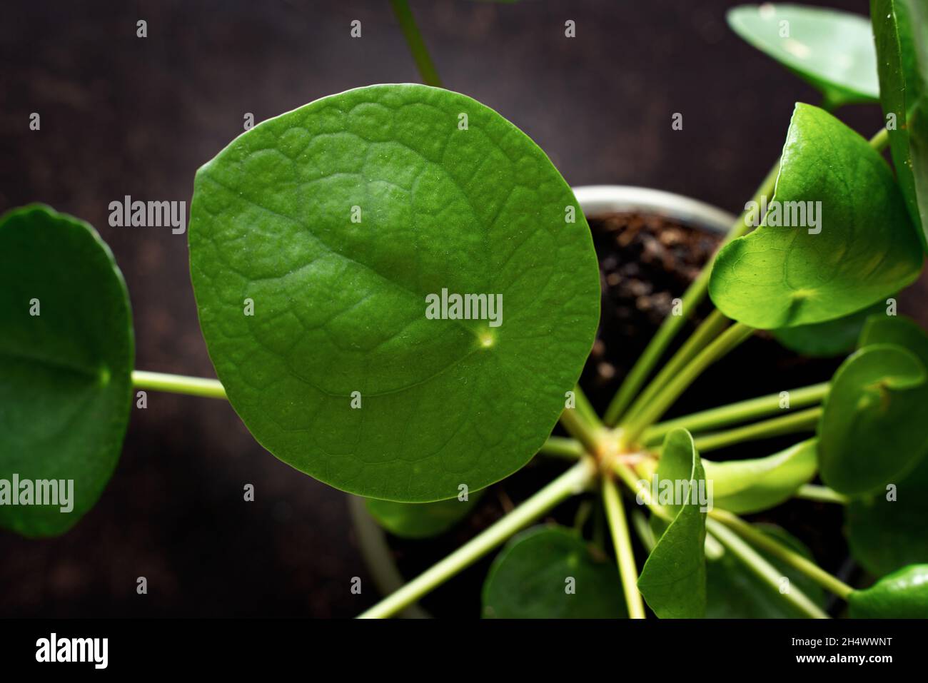 Chinese money plant hi-res stock photography and images - Alamy