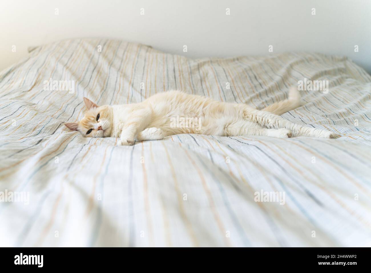 Creamy and white cat on a light colored bed sheet Stock Photo - Alamy